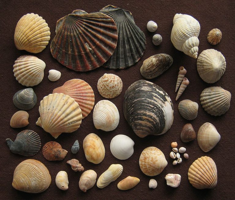 CARBON 14 DATING INACCURATE ON SHELLS – Evolution is a Myth