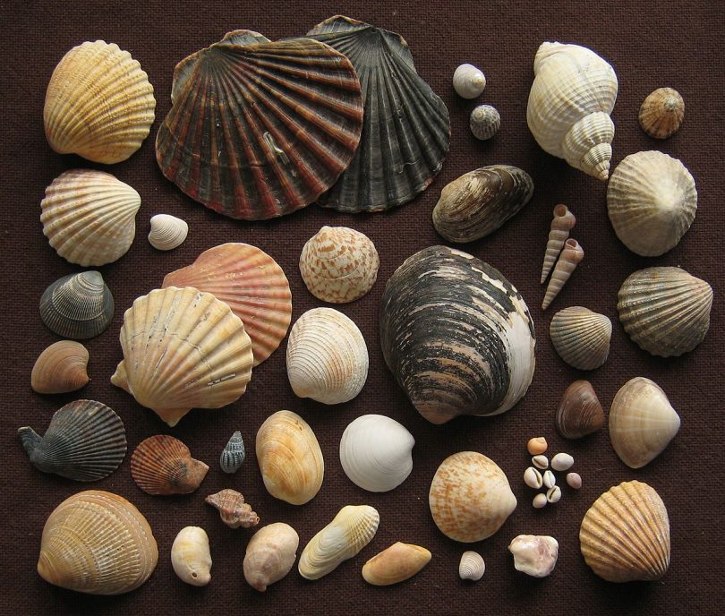 CARBON 14 DATING INACCURATE ON SHELLS – Evolution is a Myth
