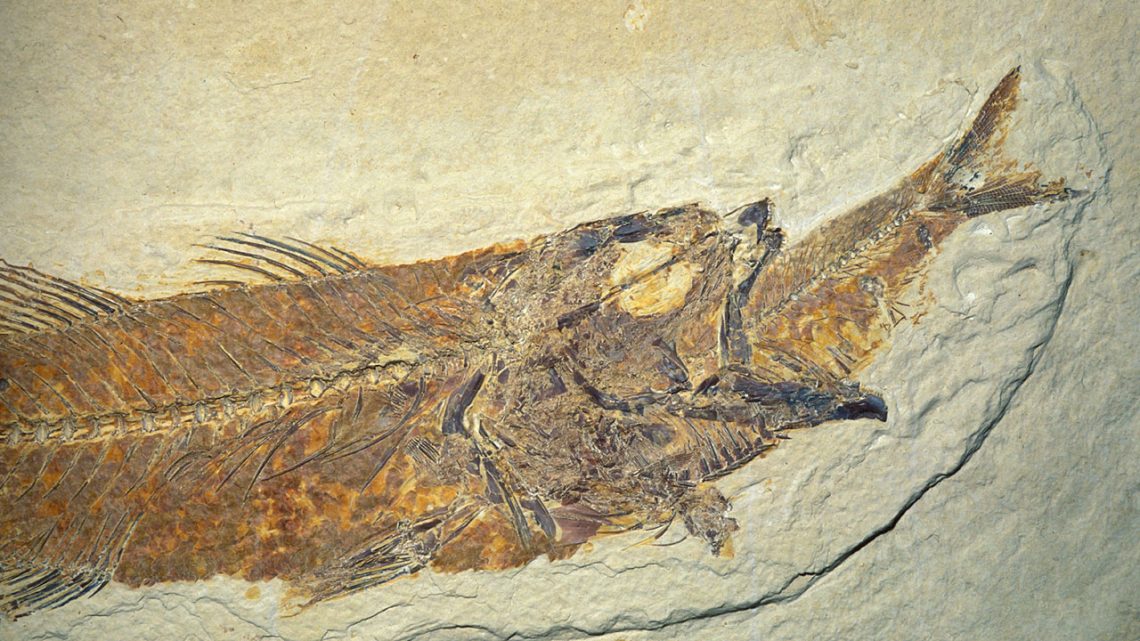 FISH SWALLOWING THEIR DINNER ARE EVIDENCE OF SUDDEN BURIALS – Evolution ...