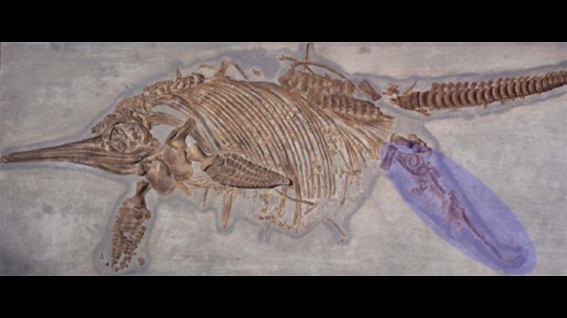 JELLY FISH FOSSILS EVIDENCE OF RAPID PROCESSES – Evolution is a Myth