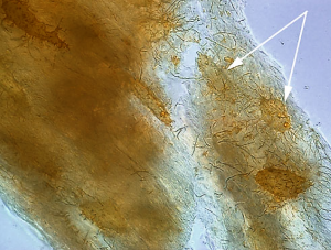 Dinosaur Soft Tissue – Evolution is a Myth