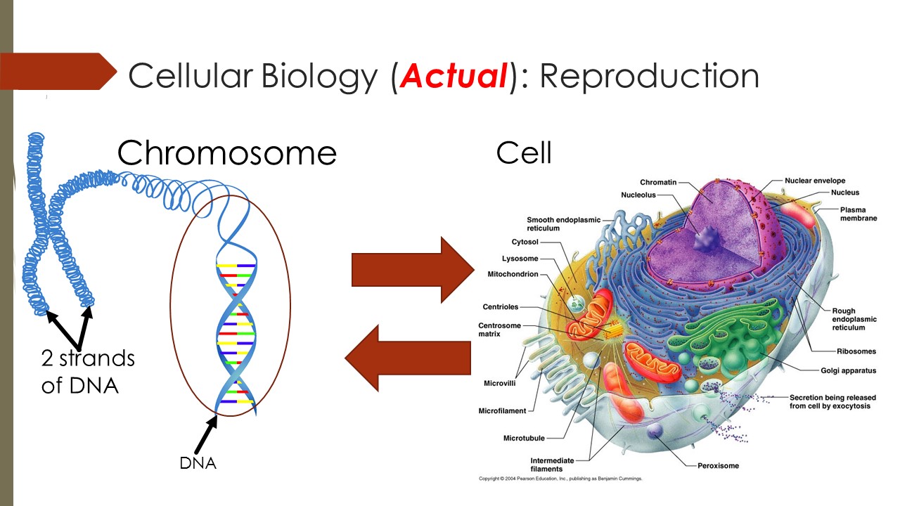 ONLY THE LIVING CELL MANUFACTURES PROTEIN CHAINS – Evolution is a Myth