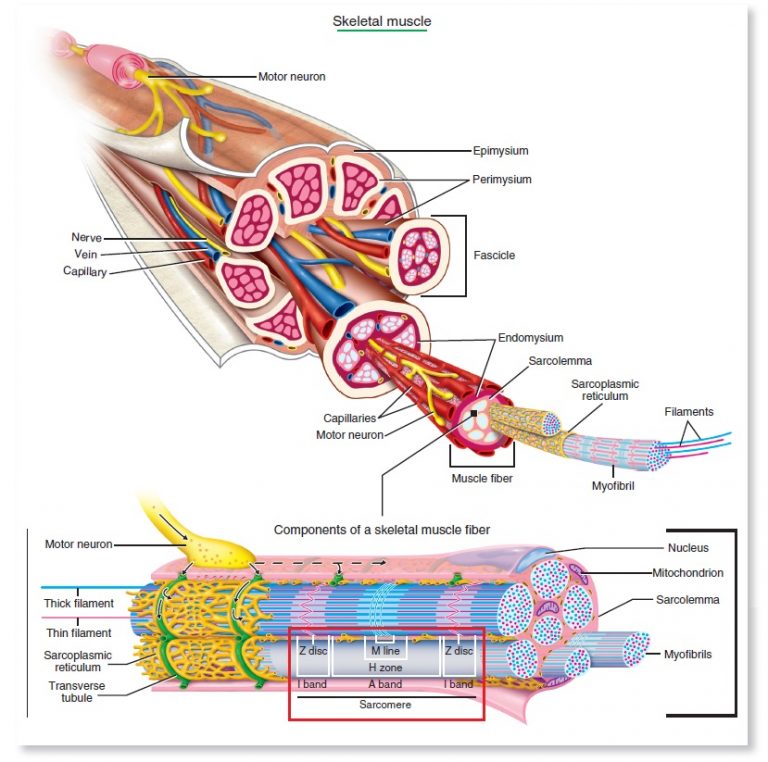PROTEIN TITIN: OVER 38,000 AMINO ACIDS LONG! – Evolution is a Myth