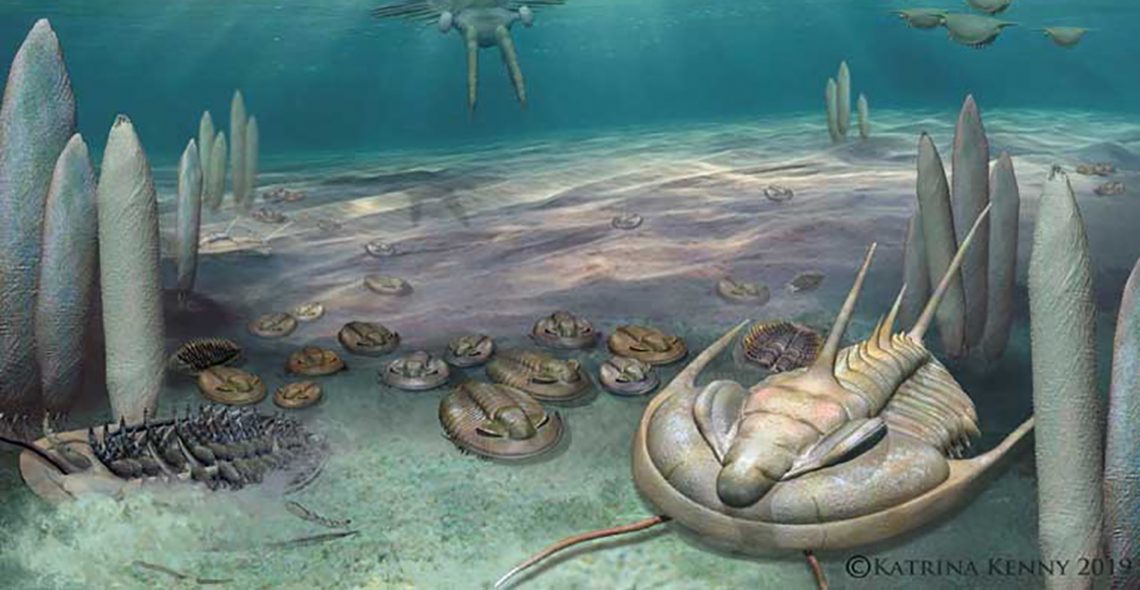 CAMBRIAN EXPLOSION REVEALS TRANSITIONAL FORMS ARE MISSING – Evolution ...