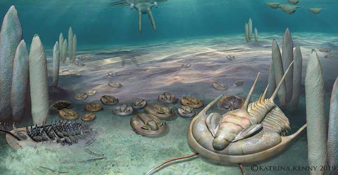 CAMBRIAN EXPLOSION REVEALS TRANSITIONAL FORMS ARE MISSING – Evolution ...