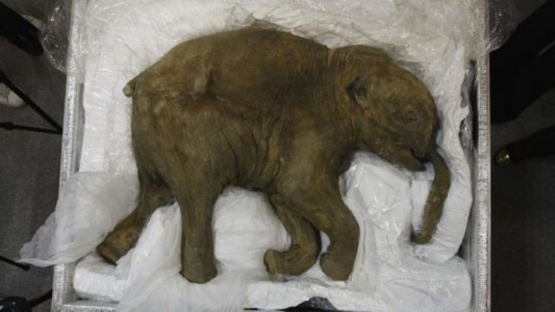 CARBON 14 DATING INACCURATE ON MAMMOTH SKIN – Evolution is a Myth