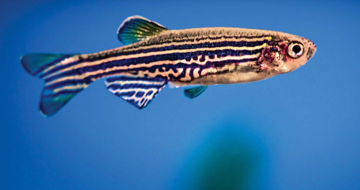 PROTEIN TITIN: OVER 38,000 AMINO ACIDS LONG! – Evolution is a Myth