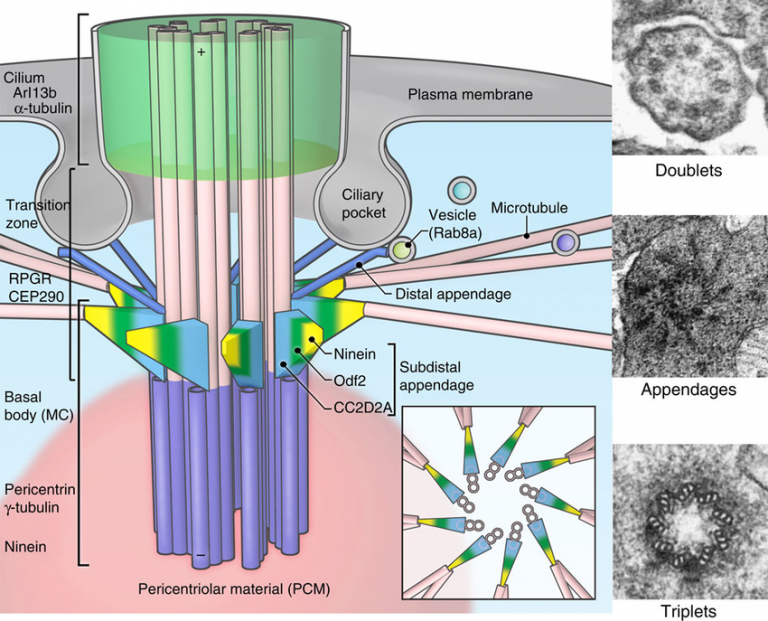 CILIA THOUGHT “SIMPLE” PROVES TO BE VASTLY COMPLEX – Evolution is a Myth