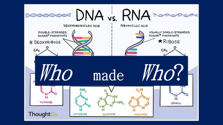 RNA WORLD HYPOTHESIS IS “CHEMICALLY INCOMPATIBLE” – Evolution is a Myth