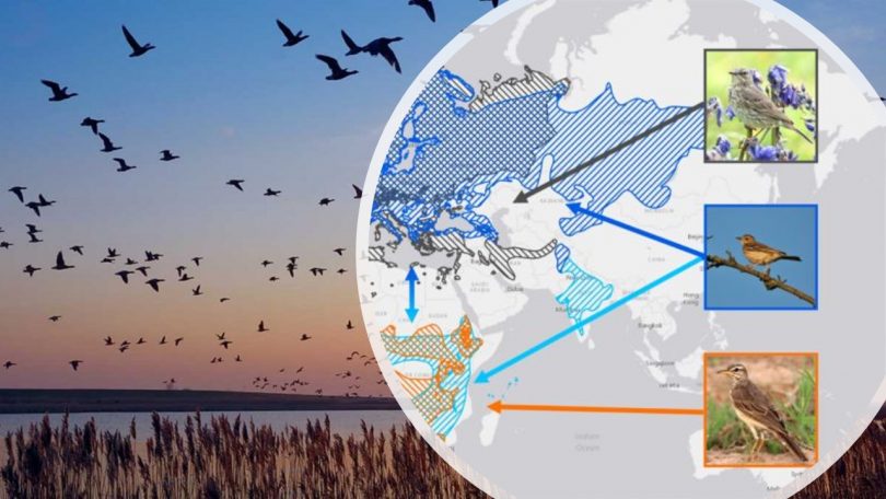 “LOWLY” BACTERIA USE MAGNETIC FIELD FOR NAVIGATION – Evolution is a Myth