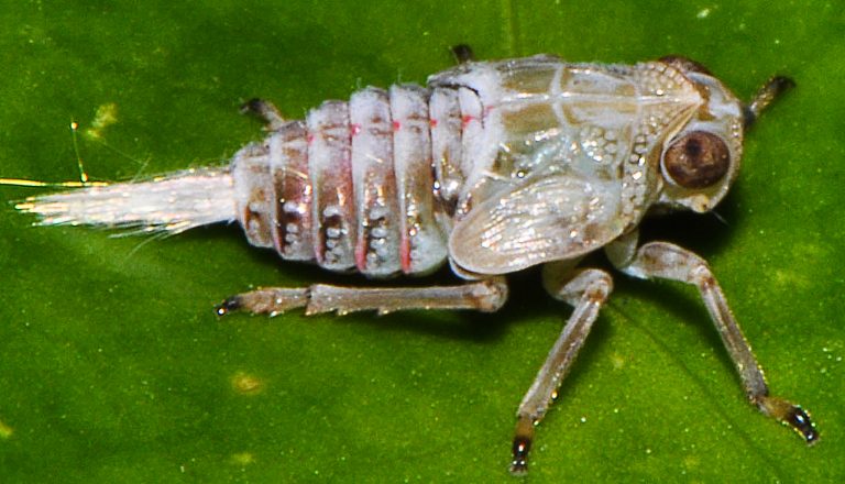 AMAZING PLANT-HOPPER LEG GEARS! – Evolution is a Myth