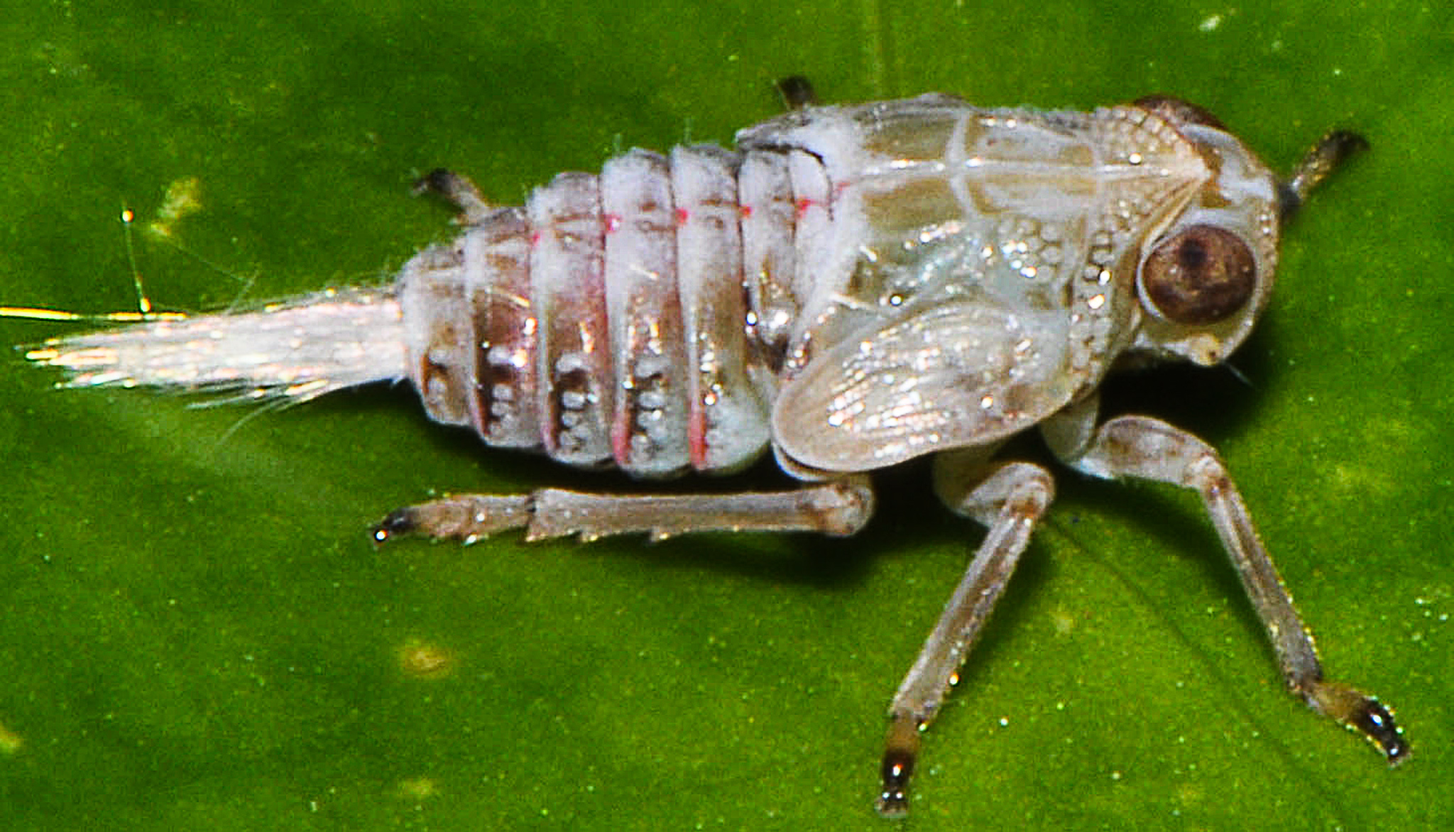 AMAZING PLANT-HOPPER LEG GEARS! – Evolution is a Myth