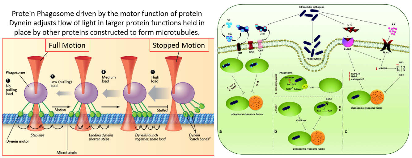 PARADOX: PROTEINS WORK IN TEAMS – Evolution is a Myth