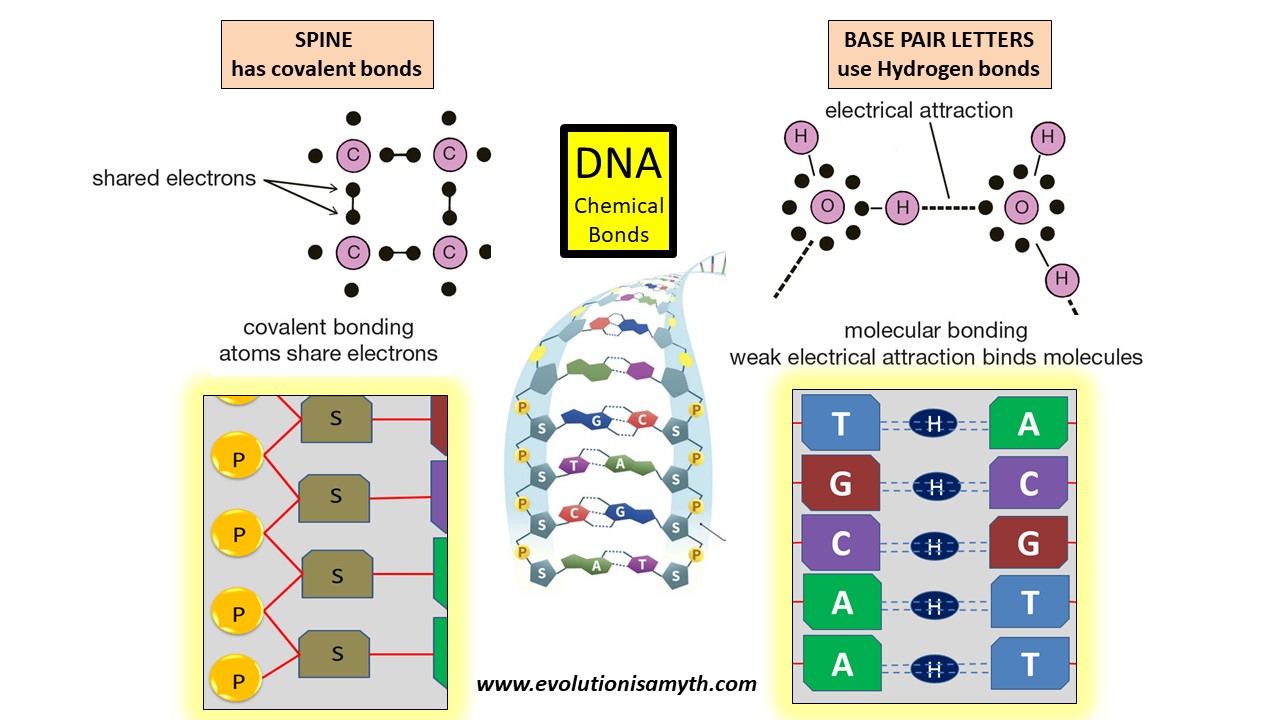 CHEMICALS DO NOT GENERATE COMPLEX SEQUENCES – Evolution is a Myth