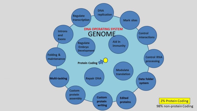 JUNK DNA ACTUALLY THE OPERATING SOFTWARE – Evolution is a Myth
