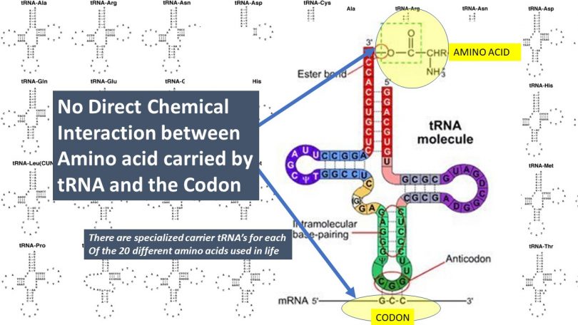 MYSTERY OF INFORMATIONAL CODE IN TRANSLATION SYSTEM – Evolution is a Myth