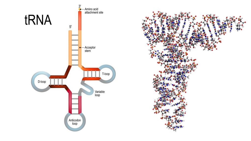 MYSTERY OF INFORMATIONAL CODE IN TRANSLATION SYSTEM – Evolution is a Myth