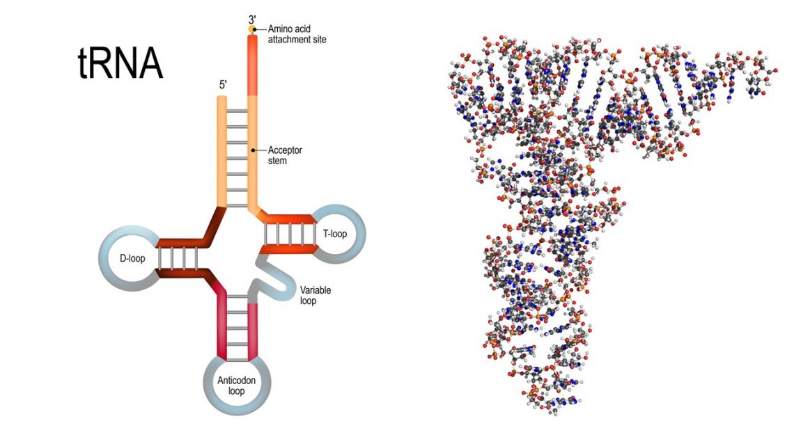MYSTERY OF INFORMATIONAL CODE IN TRANSLATION SYSTEM – Evolution is a Myth