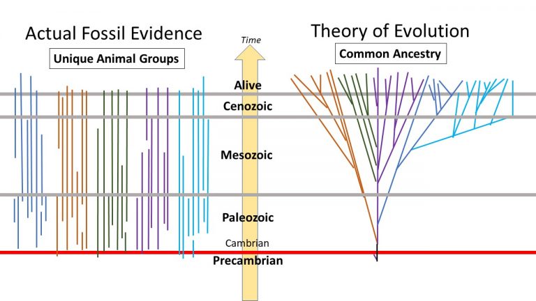 Fossils – Evolution is a Myth