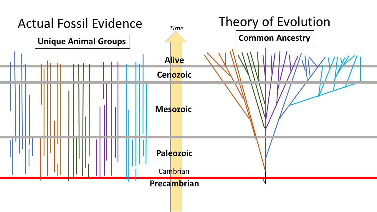DIVERSIFICATION OF KINDS SINCE GLOBAL FLOOD MEETS YOUNG EARTH TIMELINES ...