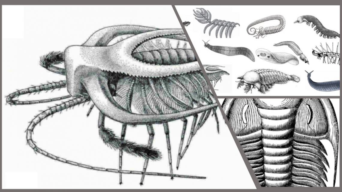 CAMBRIAN EXPLOSION IN ONLY 5 MILLION YEARS? – Evolution is a Myth