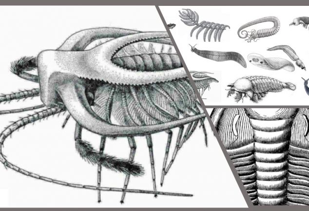 Fossils – Evolution is a Myth