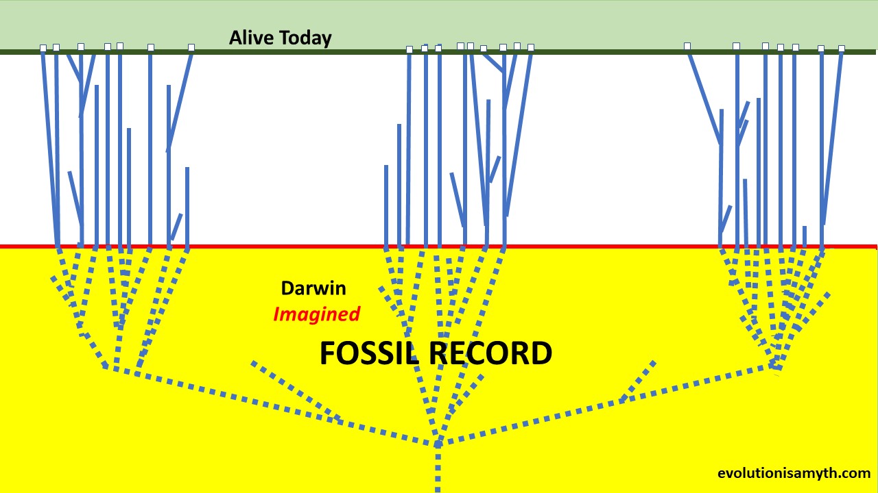DARWIN’S INVERTED GENETIC TREE – Evolution is a Myth