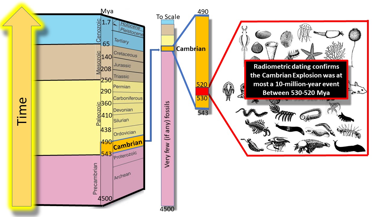 CAMBRIAN EXPLOSION IN ONLY 5 MILLION YEARS? – Evolution is a Myth