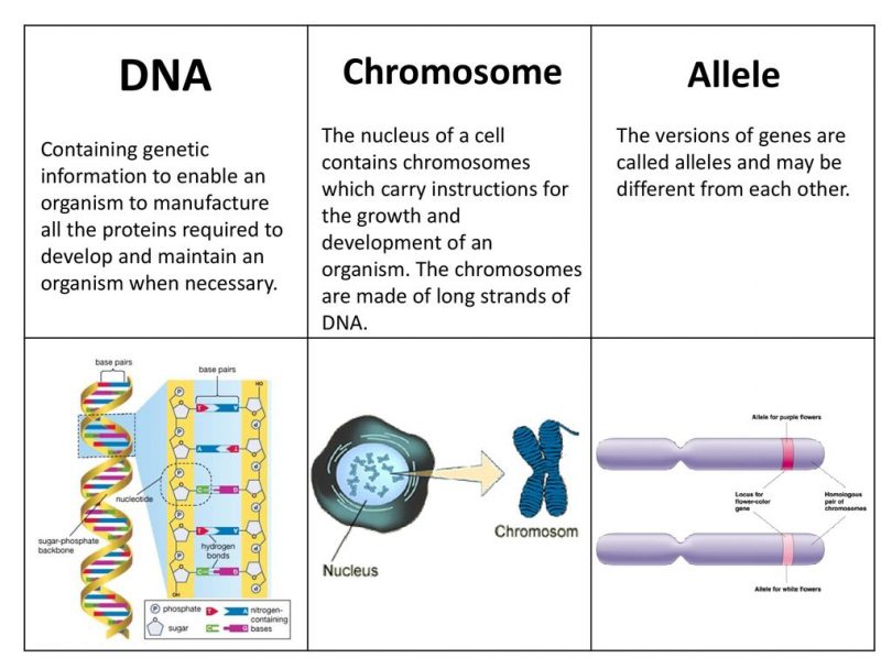 GENOMES REVEAL MUTATIONAL ERRORS DO NOT DRIVE DIVERSITY OF SPECIES ...