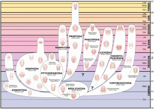 DARWIN’S MISSING FOSSIL EVIDENCE – Evolution is a Myth