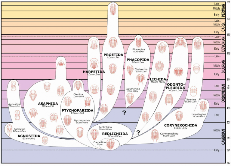 FOSSIL RECORD REVEALS STASIS IN LIFE – Evolution is a Myth