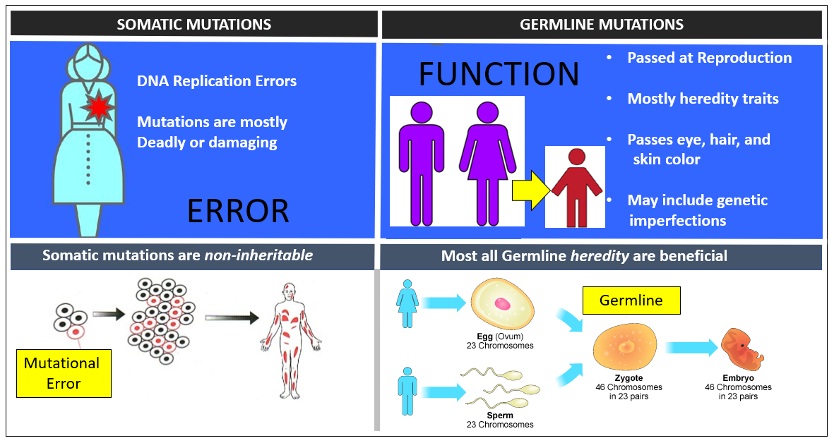 WHERE DO NEW GENES COME FROM? – Evolution is a Myth