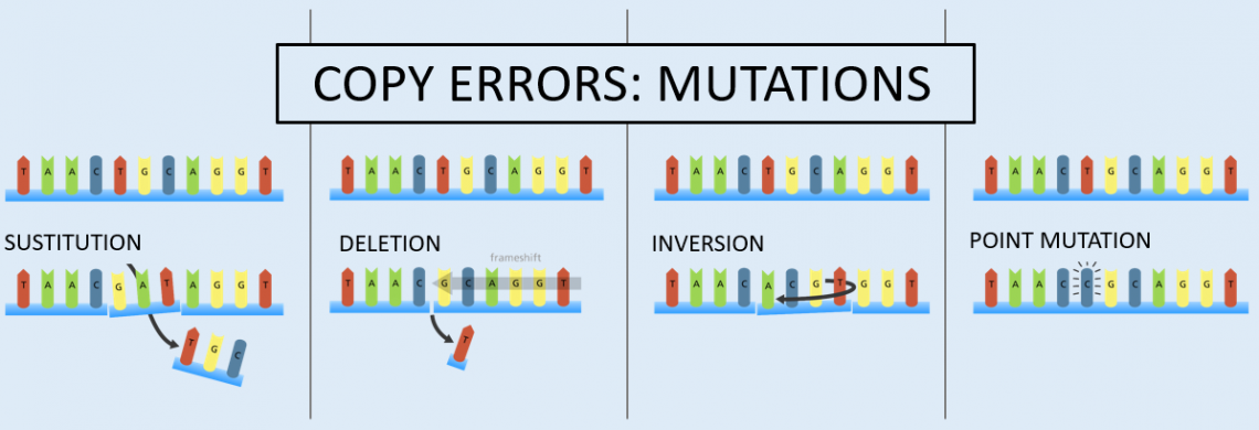 HEREDITY AND MUTATION: INTERCHANGEABLE OR OPPOSITE TERMS? – Evolution ...