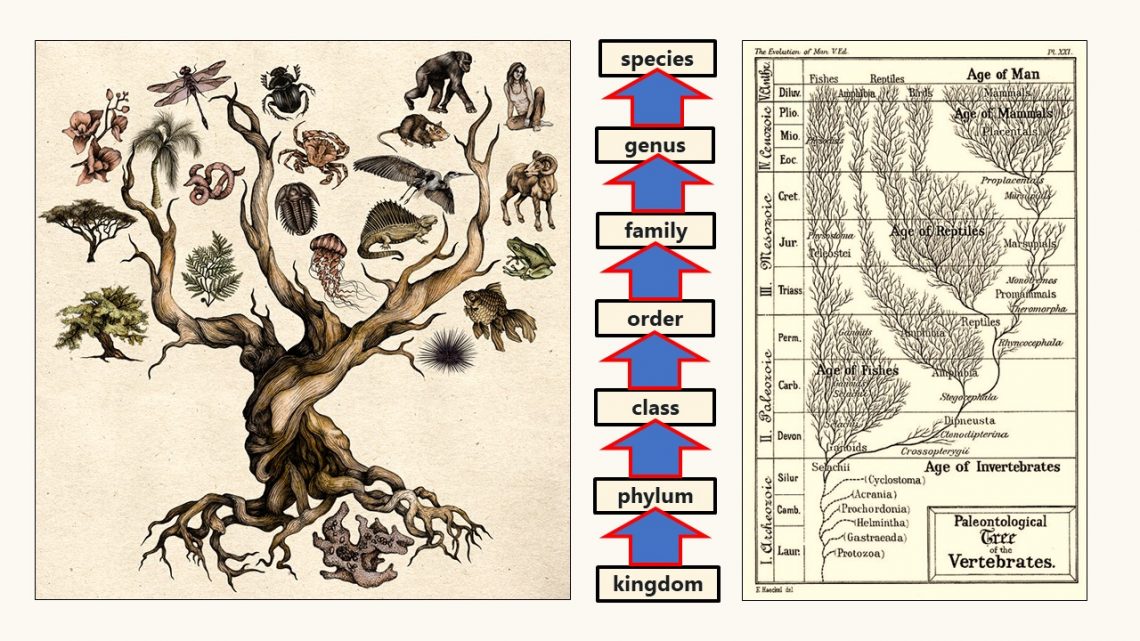 FOSSIL RECORD REVEALS STASIS IN LIFE – Evolution is a Myth