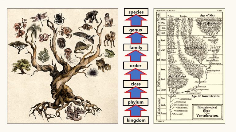 FOSSIL RECORD REVEALS STASIS IN LIFE – Evolution is a Myth