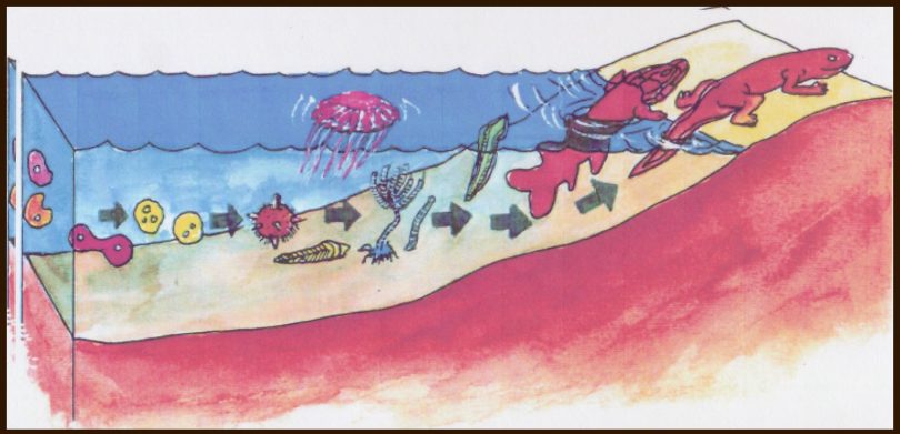 FOSSIL RECORD REVEALS STASIS IN LIFE – Evolution is a Myth