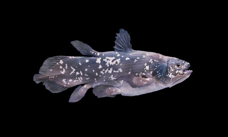 COELACANTH FISH FOSSILS REVEAL FIRST WALKING FISH? – Evolution is a Myth