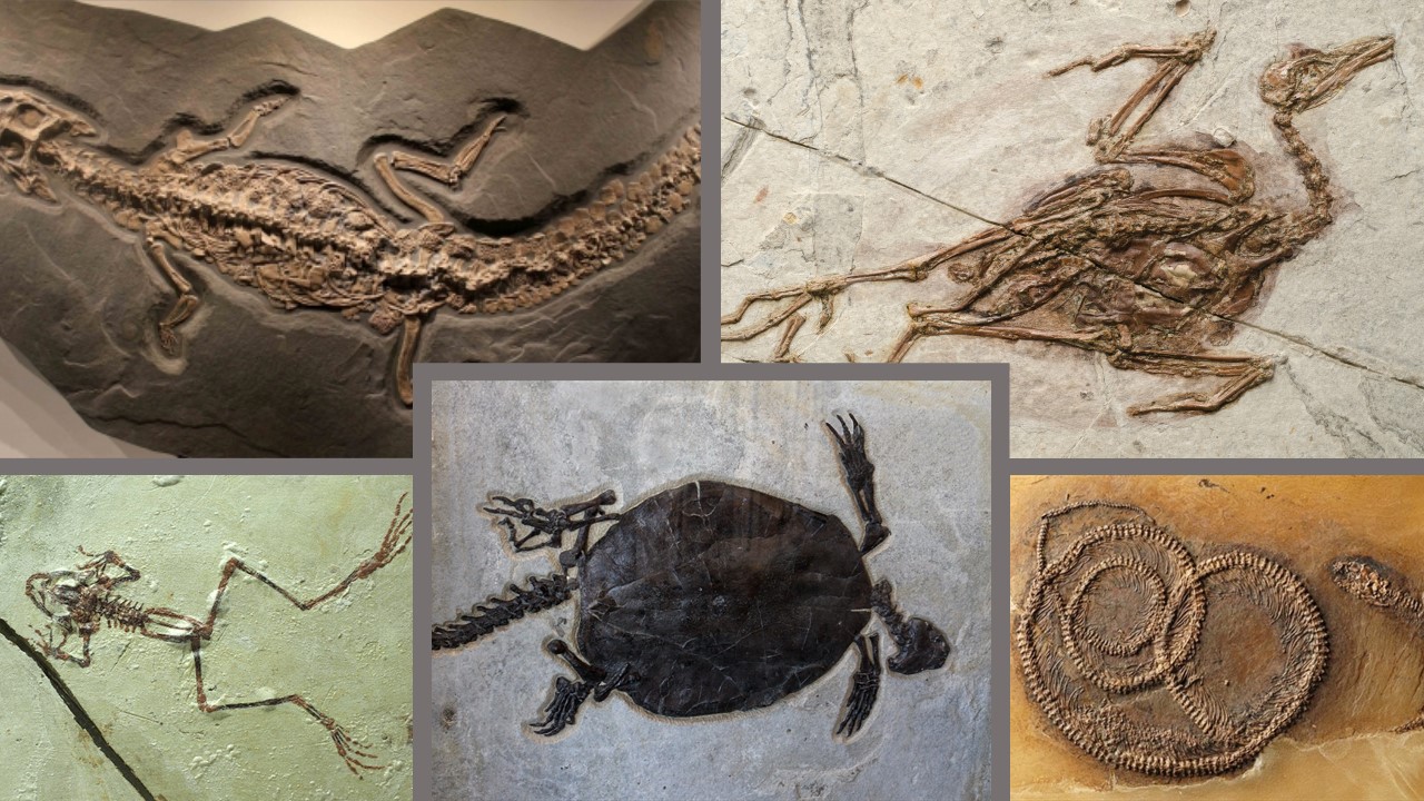 EVOLUTIONARY TEXTBOOKS FOCUS ON EXTINCT ORGANISMS: WHY? – Evolution is ...