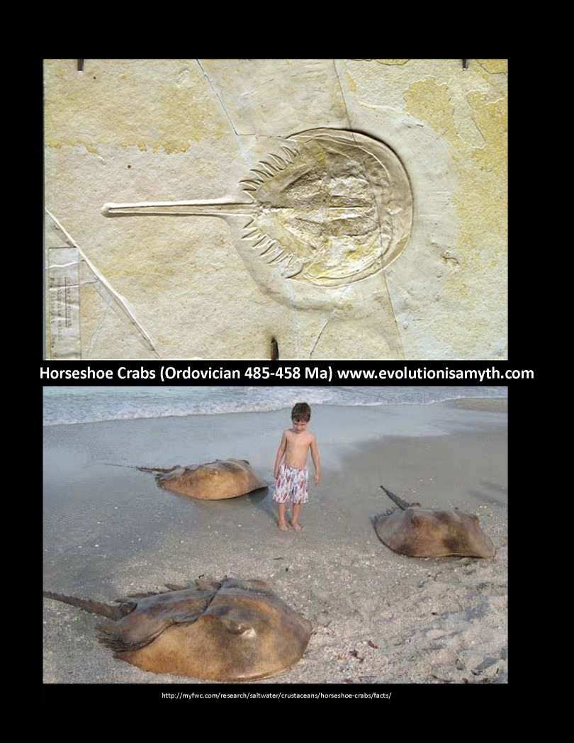 FOSSIL RECORD REVEALS STASIS IN LIFE – Evolution is a Myth