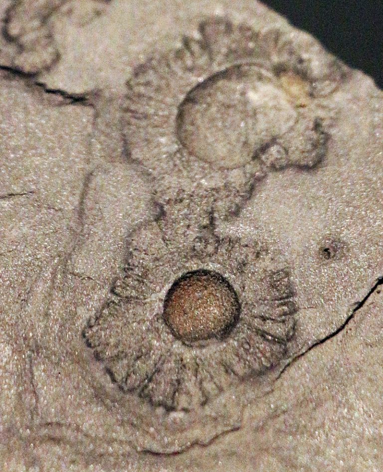 FOSSIL RECORD FAILS TO DEFEND EVOLUTION – Evolution is a Myth