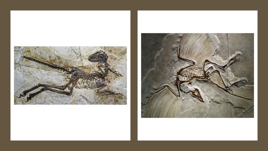 “EVOLUTION IS A FACT” CAN BE BOTH TRUE AND FALSE – Evolution is a Myth