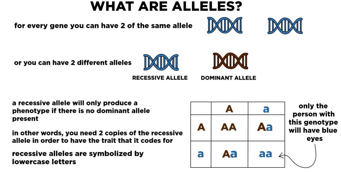 DNA ALLELES PROHIBIT EVOLUTION Evolution Is A Myth