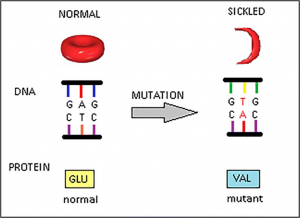 IS THE SICKLE CELL MUTATION BENEFICIAL? NOT EXACTLY. – Evolution is a Myth