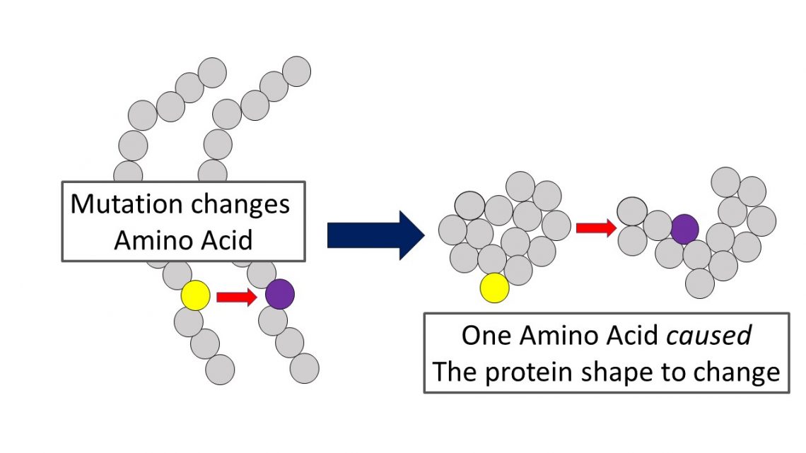 HEREDITY AND MUTATION: INTERCHANGEABLE OR OPPOSITE TERMS? – Evolution ...