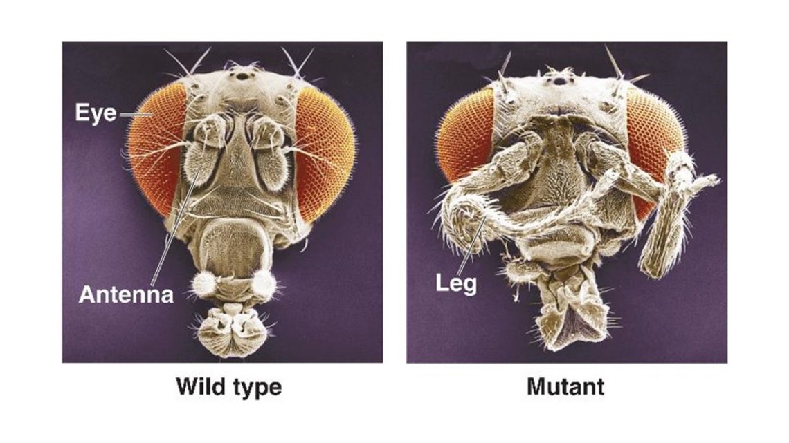 MUTATIONS ARE GENETIC ERRORS; ERRORS ARE DEGRADATIVE (BAD). – Evolution ...