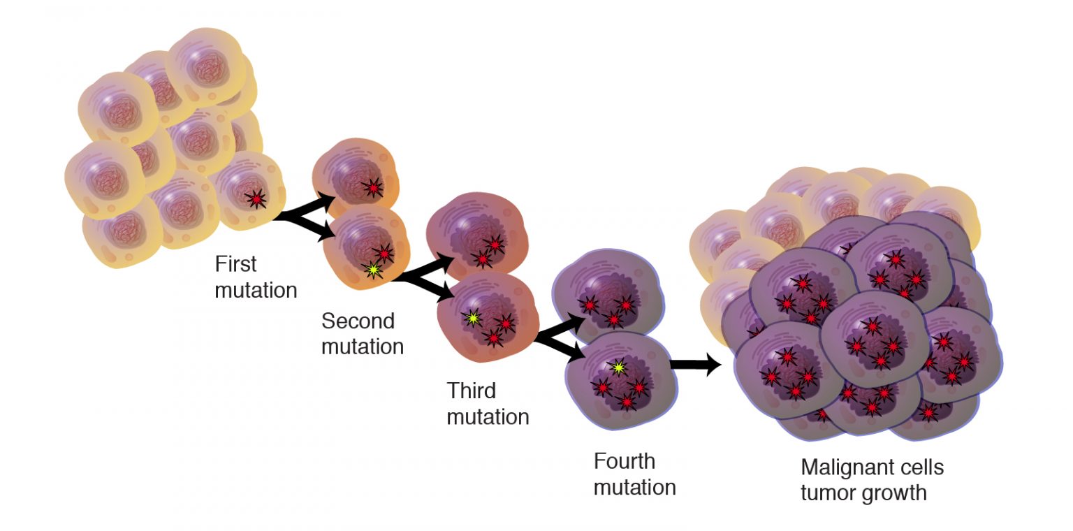 MUTATIONS ARE GENETIC ERRORS; ERRORS ARE DEGRADATIVE (BAD). – Evolution ...
