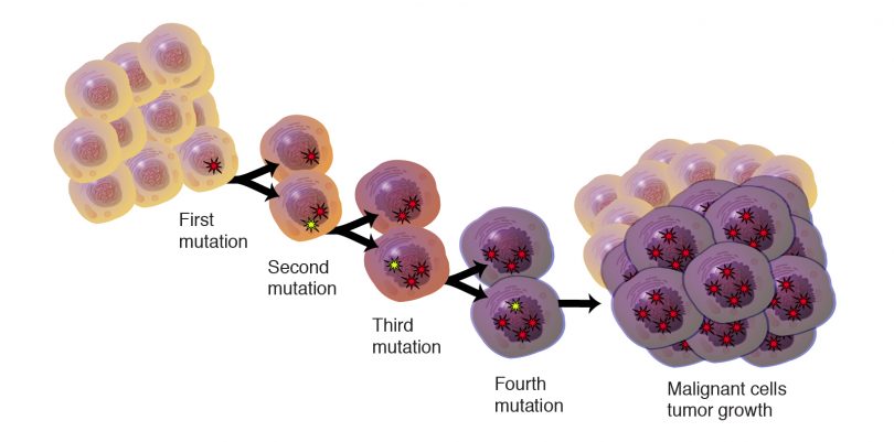 MUTATIONS ARE GENETIC ERRORS; ERRORS ARE DEGRADATIVE (BAD). – Evolution ...