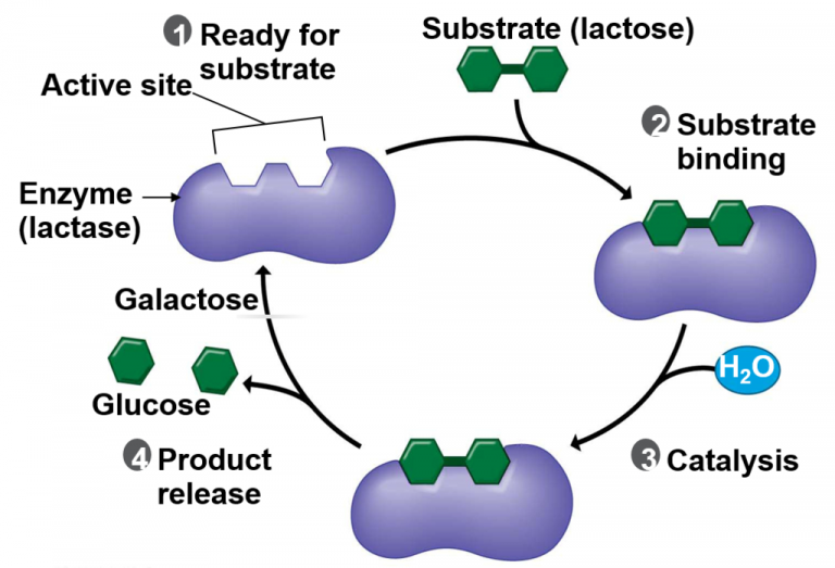 LACTOSE TOLERANCE DEMONSTRATES EVOLUTION BY BENEFICIAL MUTATION. NO, IT ...