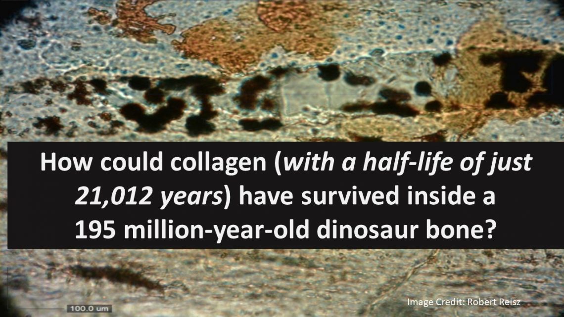 Dinosaur Soft Tissue – Evolution is a Myth