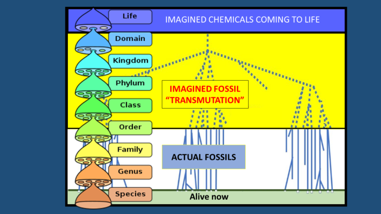 LIVING FOSSILS! 99% OF ALL ORGANISMS FOUND AS FOSSILS ARE STILL ALIVE ...